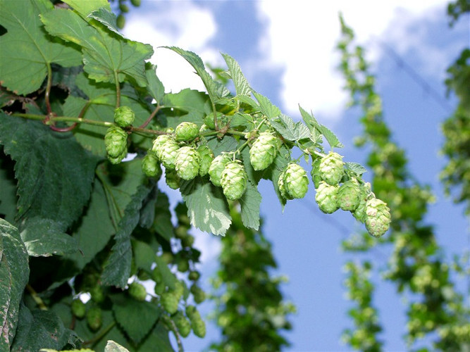 Humulus Lupus Foto & Bild | natur, pflanzen, youth Bilder auf fotocommunity
