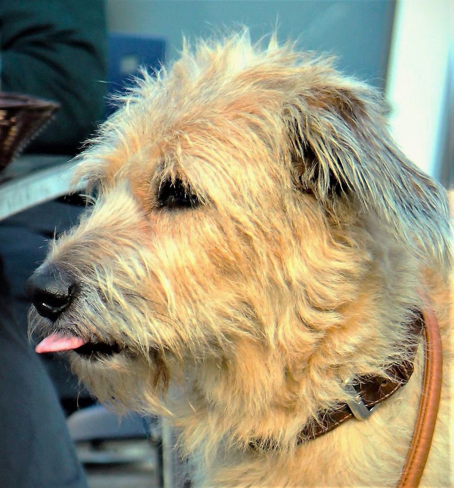 Hund Foto & Bild | spezial, outdoor, hund Bilder auf fotocommunity