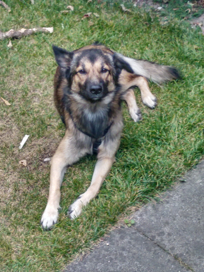 Hund Foto & Bild | tiere, haustiere, hund Bilder auf fotocommunity