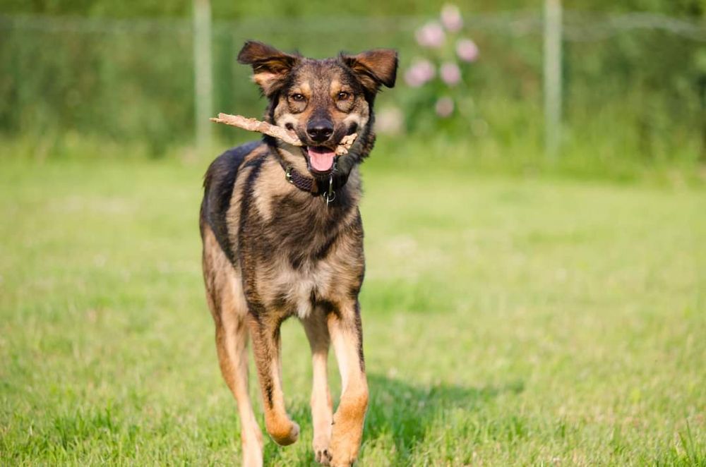 Hund Foto & Bild | tiere, haustiere, hunde Bilder auf fotocommunity