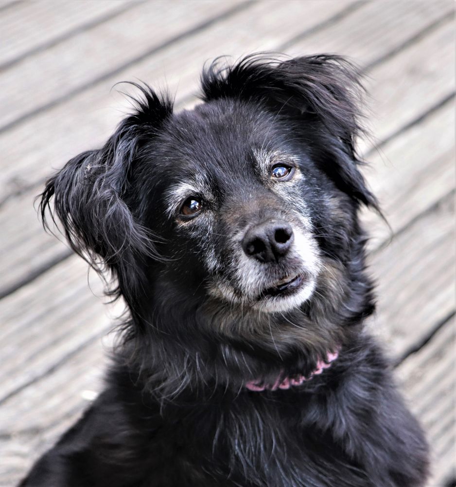 Hund Foto & Bild | hund, spezial Bilder auf fotocommunity