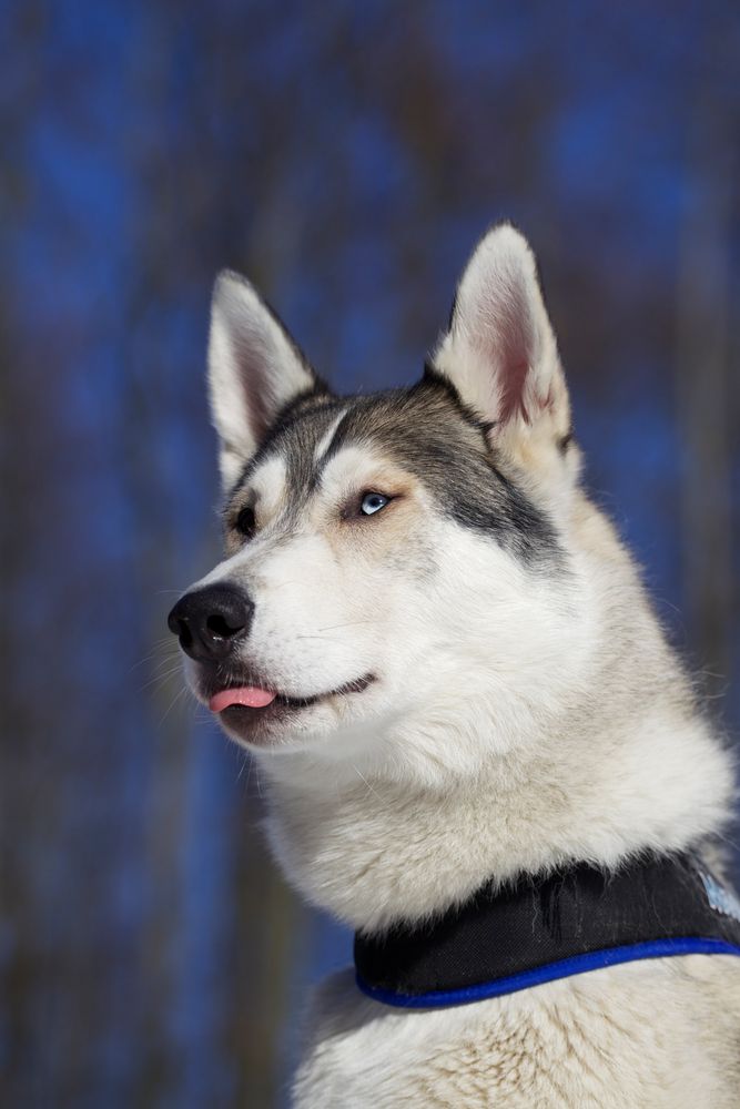 hund Foto & Bild | tiere, haustiere, hunde Bilder auf fotocommunity