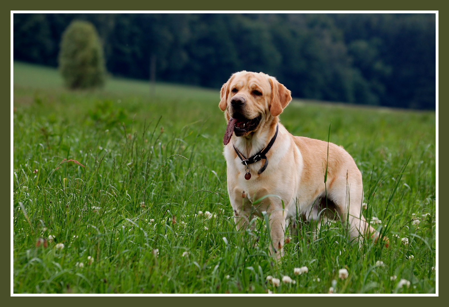 Hund Foto & Bild | tiere, haustiere, hunde Bilder auf fotocommunity