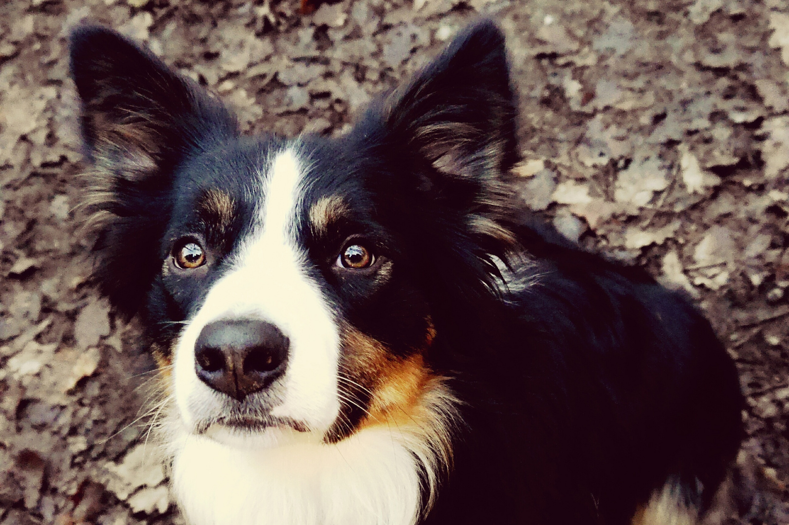 Hund Foto & Bild | tiere, outdoor, hunde Bilder auf fotocommunity