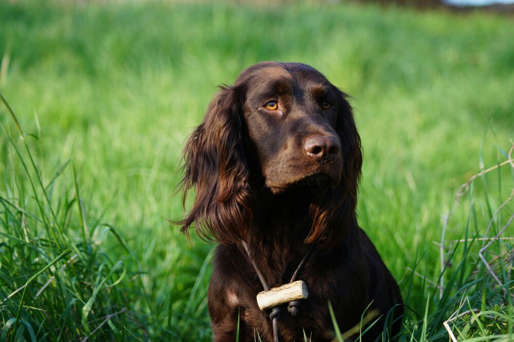 Hund Foto & Bild | tiere, fotos, hunde Bilder auf fotocommunity