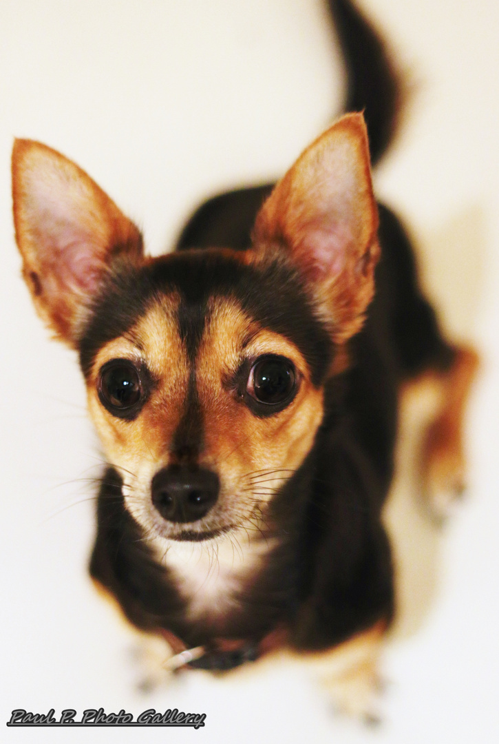 Hund Foto & Bild | tiere, haustiere, hunde Bilder auf fotocommunity