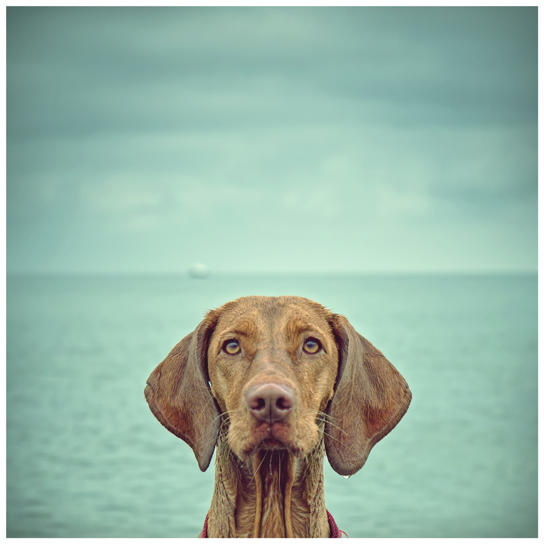 hund Foto & Bild | wasser, hund, natur Bilder auf fotocommunity