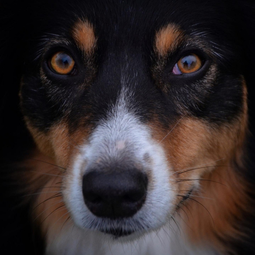 Hund Foto & Bild | hund, dog, tier Bilder auf fotocommunity