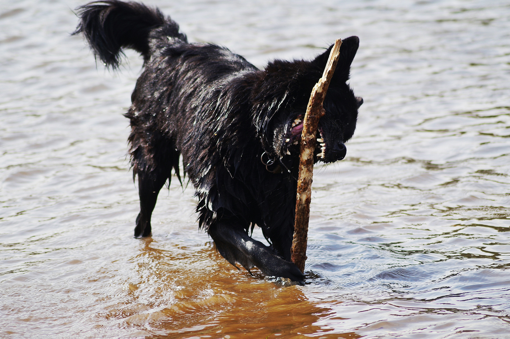 Hund Foto & Bild | outdoor, wasser, hunde Bilder auf fotocommunity