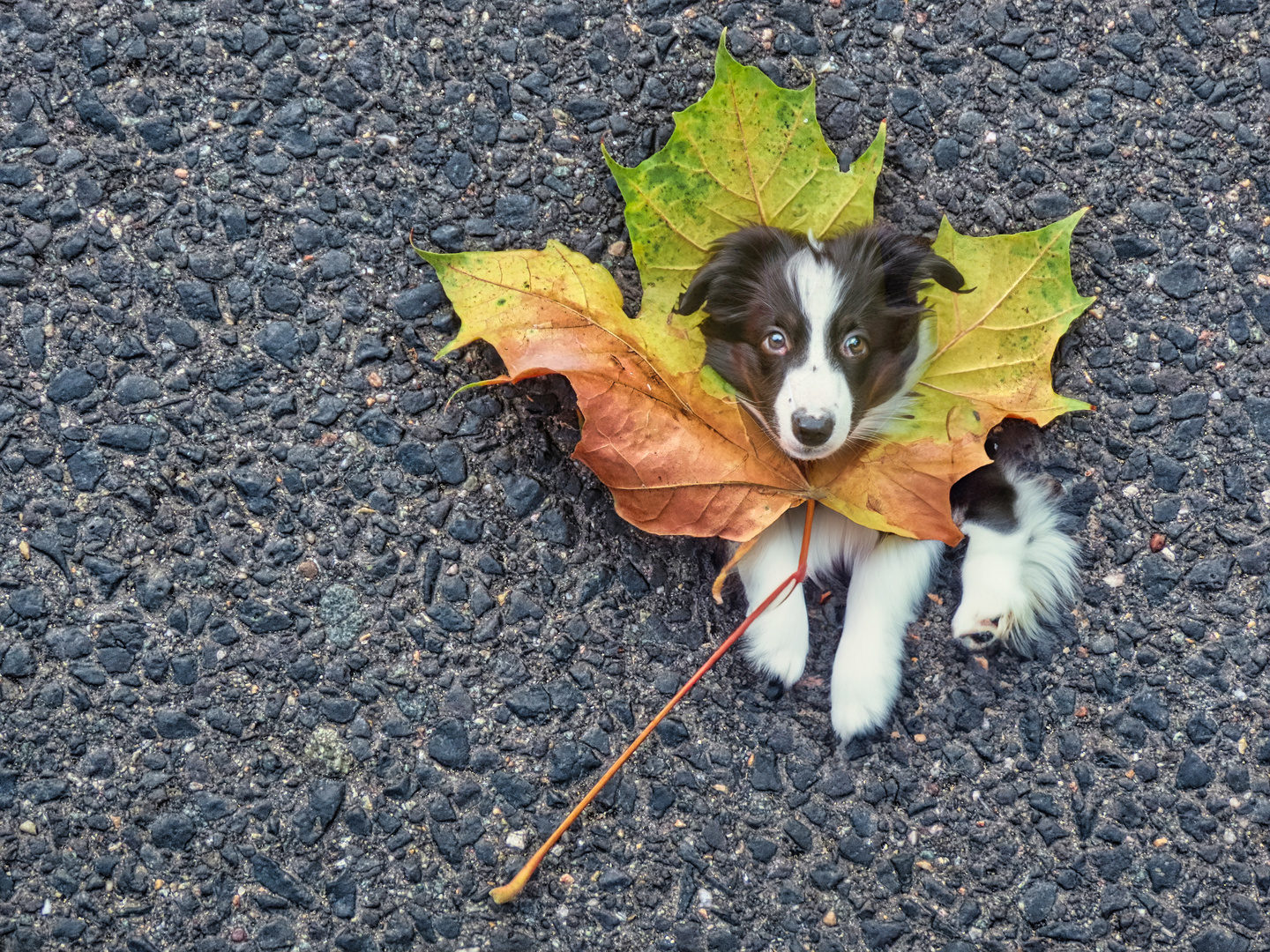 Hund im Blatt ist Quatsch... *-* Foto & Bild | quatsch, fun und ... Hund im Blatt ist Quatsch... *-* Foto & Bild | quatsch, fun und ...