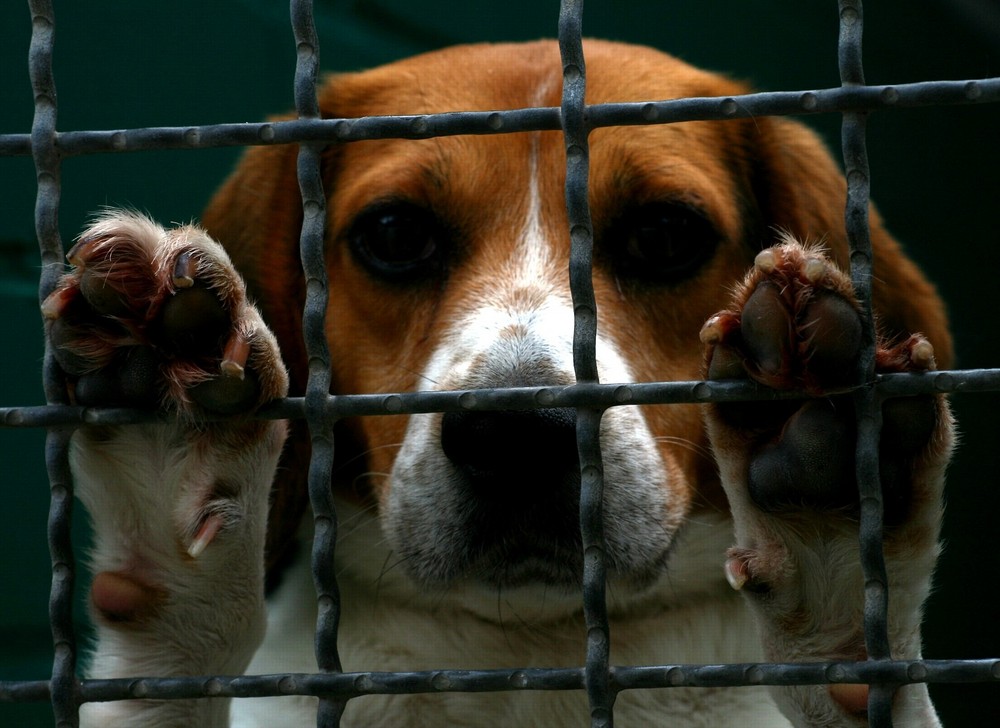 Hund im Tierheim Foto & Bild | tiere, natur Bilder auf fotocommunity