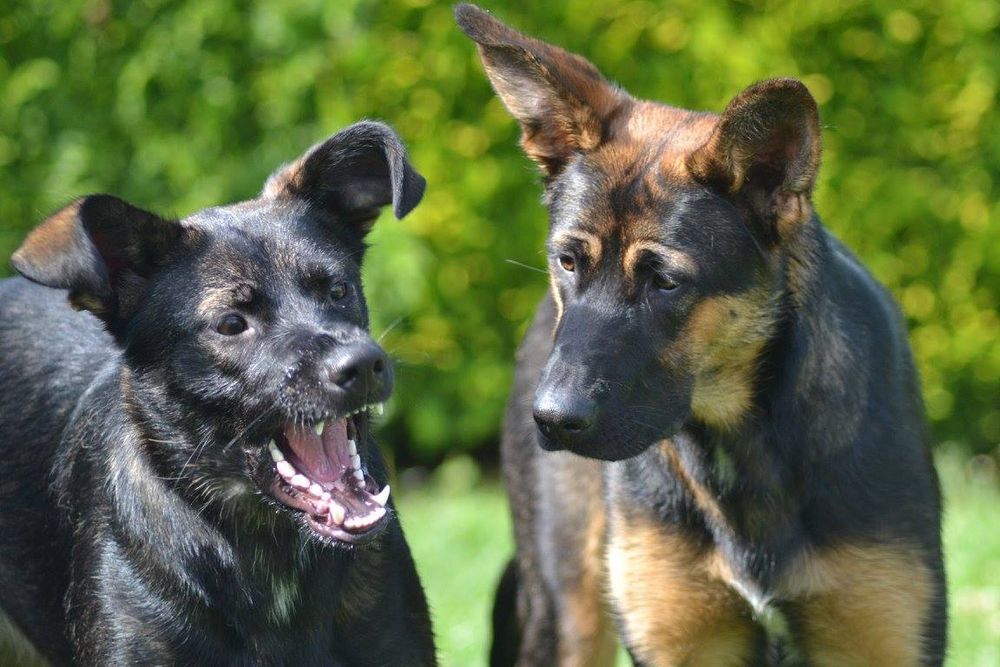 Hunde Fotografie Foto & Bild | tiere, fotos, hunde Bilder auf fotocommunity