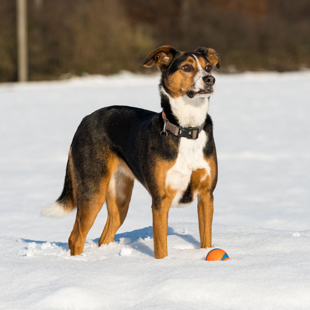 Hunde Portrait Foto & Bild | tiere, haustiere, hunde Bilder auf ...