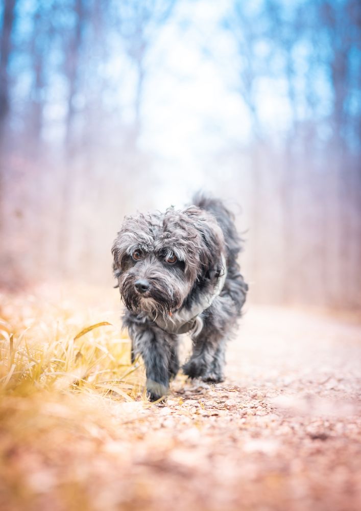 Hunde Shooting im Wald bei den ersten Sonnenstrahl Foto & Bild | tiere, haustiere, hunde Bilder ...