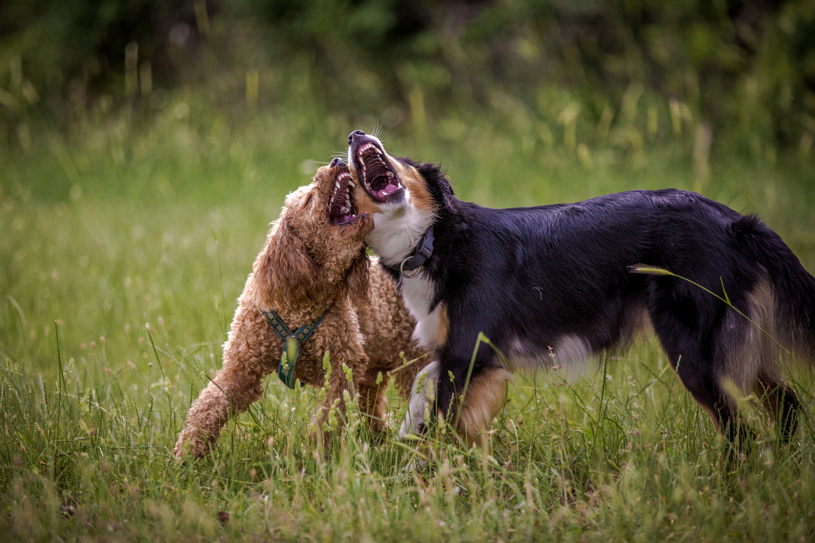Hunde spielen Foto & Bild | tiere, haustiere, hunde Bilder auf ...