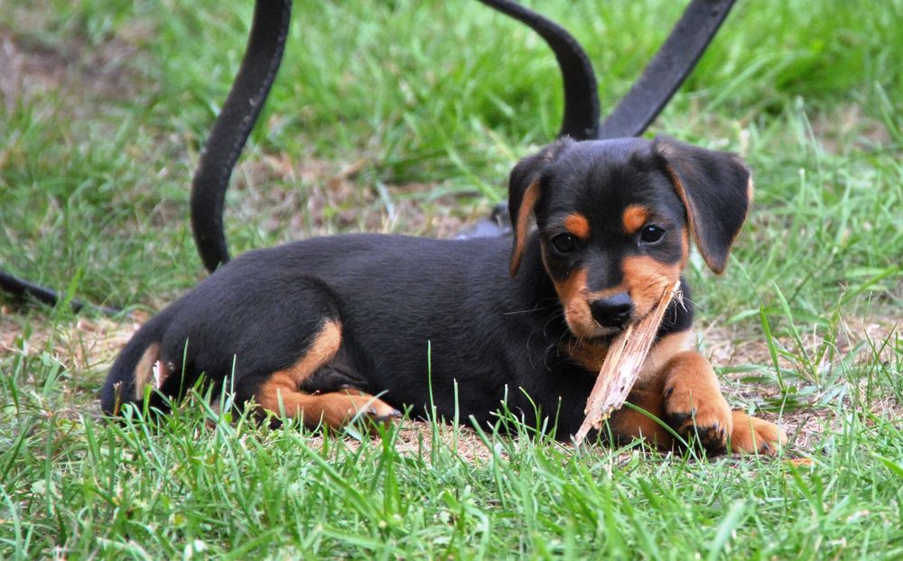 Hundebaby Foto & Bild | tiere, tierkinder, natur Bilder auf fotocommunity