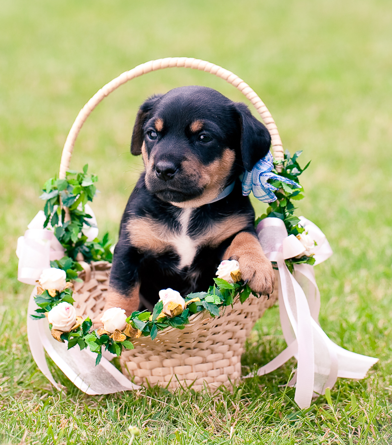 Hundebaby Foto & Bild | tiere, tierkinder, natur Bilder auf fotocommunity