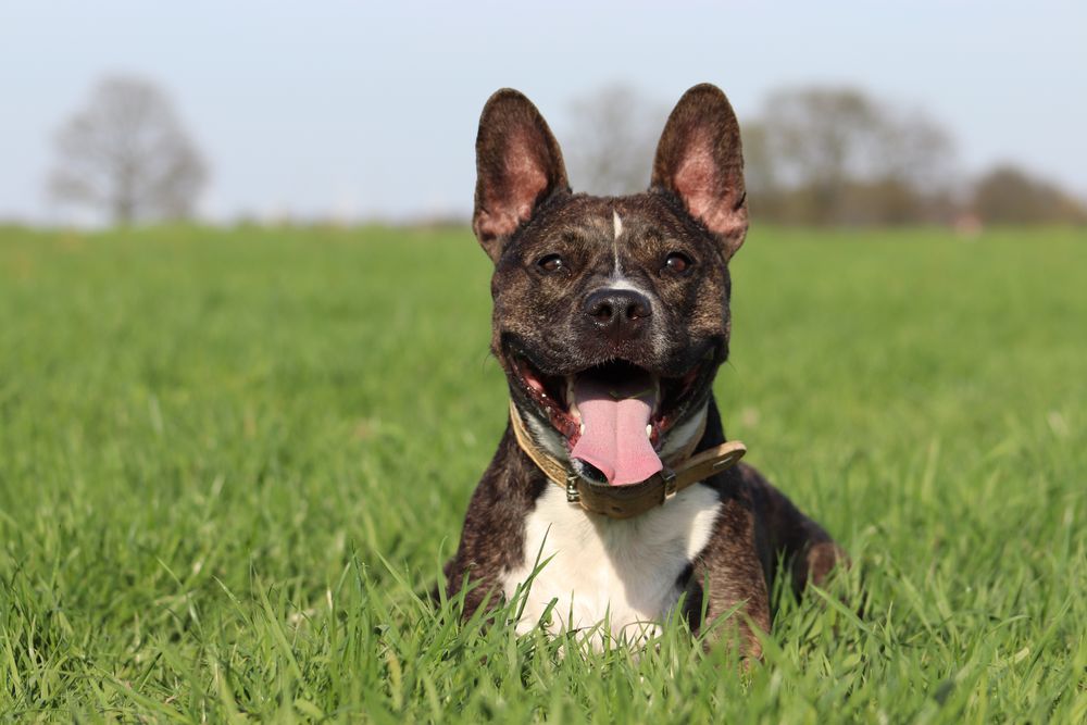 Hundefoto Foto & Bild | tiere, haustiere, hunde Bilder auf fotocommunity