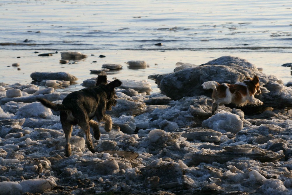Hundejagd im Eis Foto & Bild | archiv projekte naturchannel ...