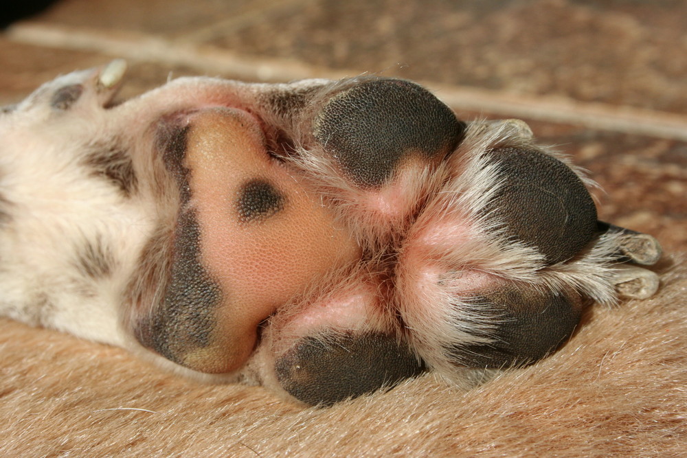Hundepfote Foto & Bild | tiere, haustiere, hunde Bilder auf fotocommunity