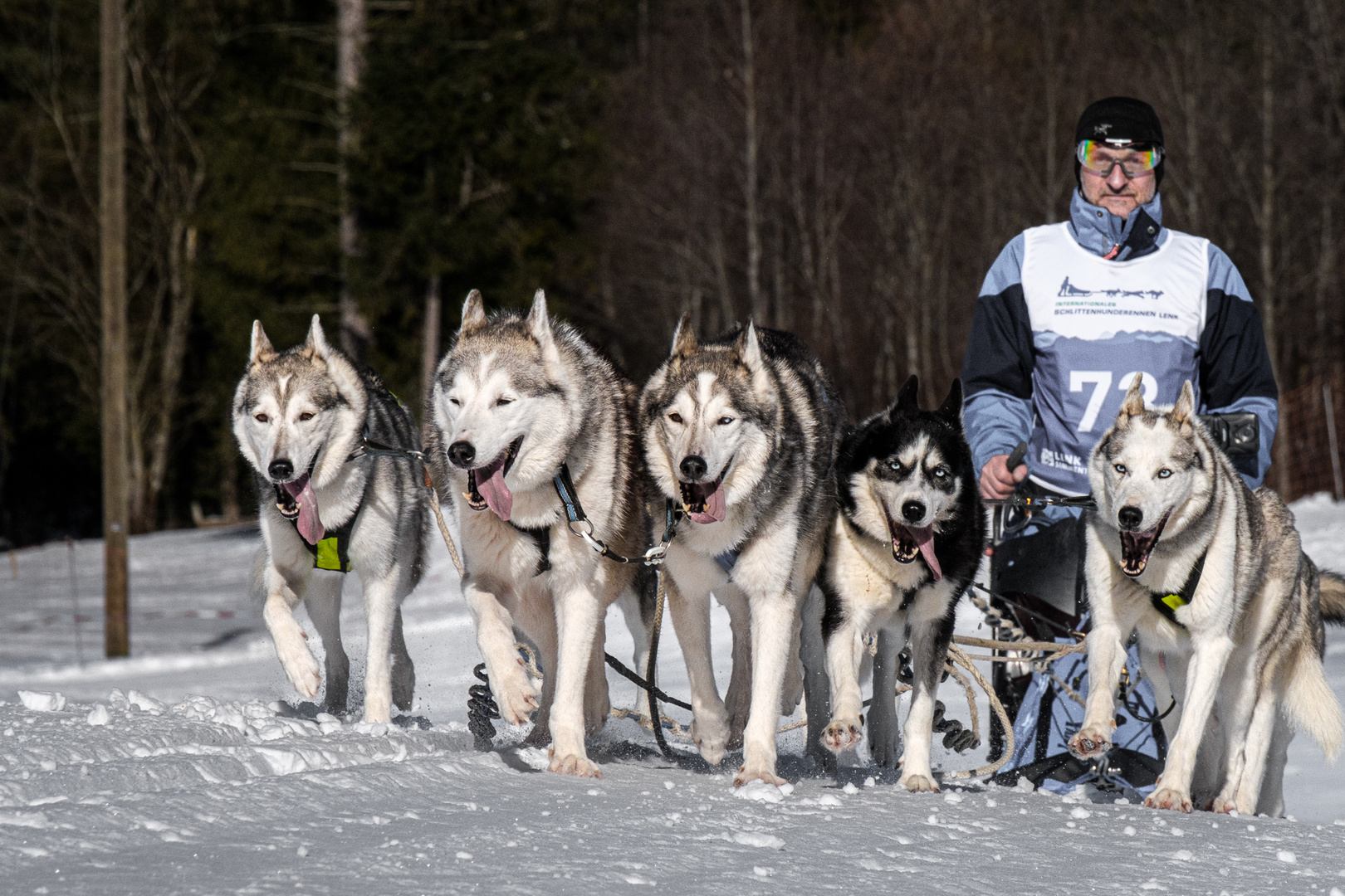 Hundeschlitten-Rennen Foto & Bild | sport, outdoor, schnee Bilder auf fotocommunity