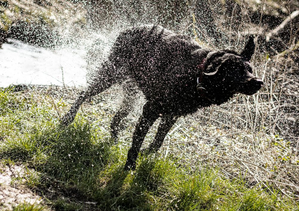 Hundewäsche Foto & Bild | archiv projekte naturchannel ...