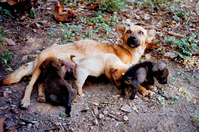 Hundewelpen Foto & Bild | natur, youth Bilder auf fotocommunity