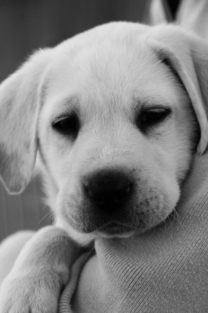 Hundewelpen 6 Foto & Bild | tiere, tierkinder, natur Bilder auf ...