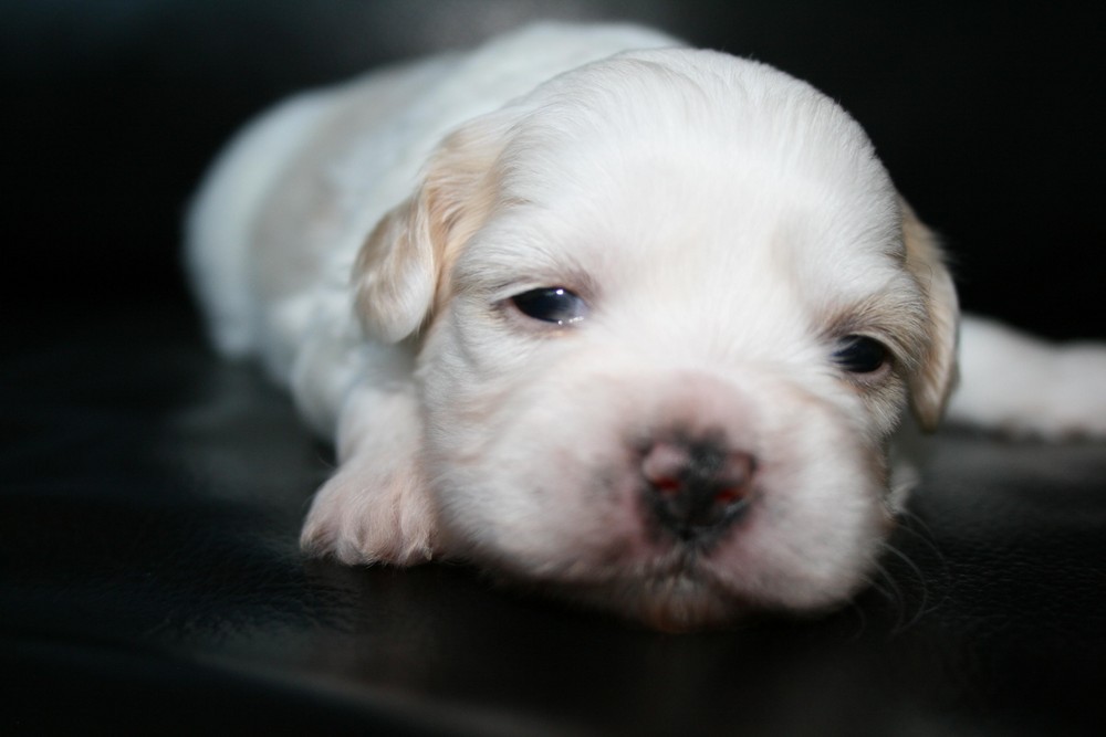 Hundewelpen Foto & Bild | tiere, tierkinder, natur Bilder auf fotocommunity