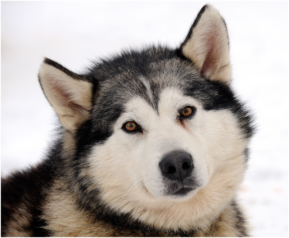 Hundi Foto & Bild | hunde, natur, tiere Bilder auf fotocommunity