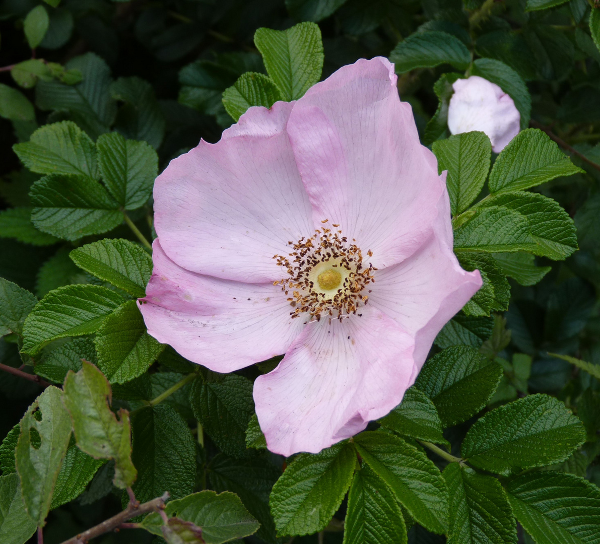 Hundsrose Foto & Bild | pflanzen, pilze & flechten, blüten ...