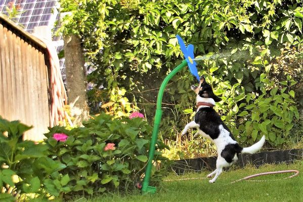 Hunde, Hundebilder, Hundefotos