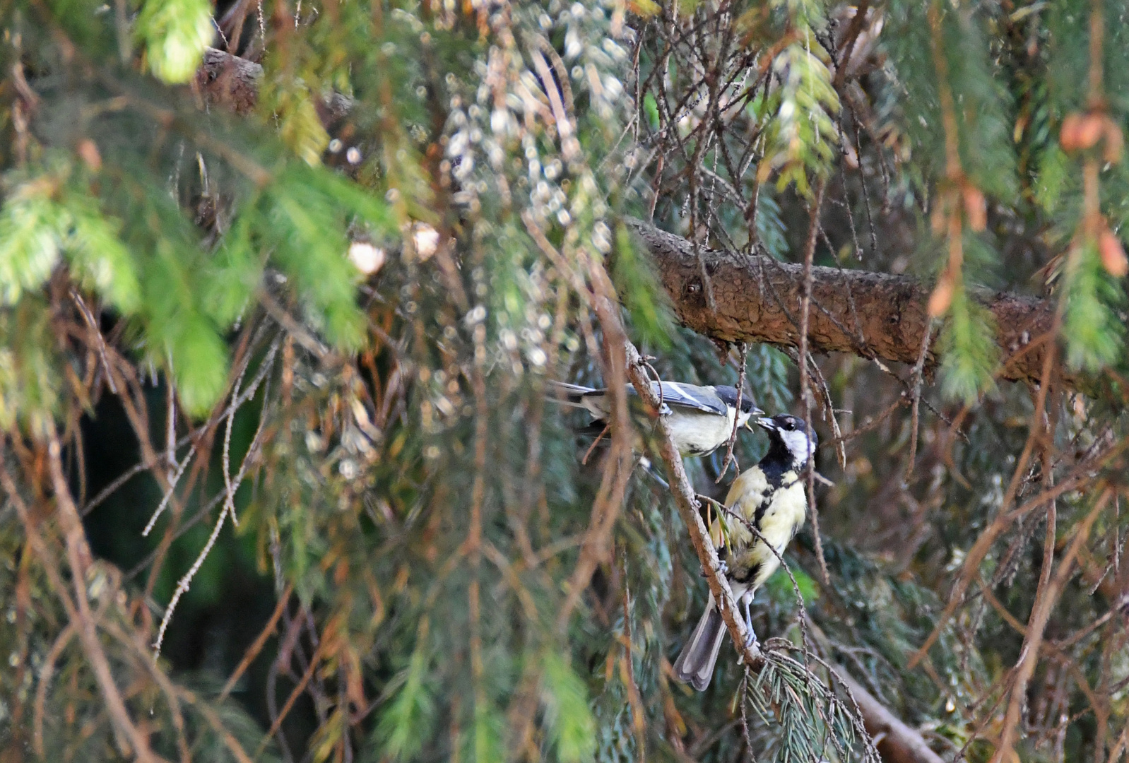 Hunger Foto & Bild | tiere, wildlife, wild lebende vögel Bilder auf ...