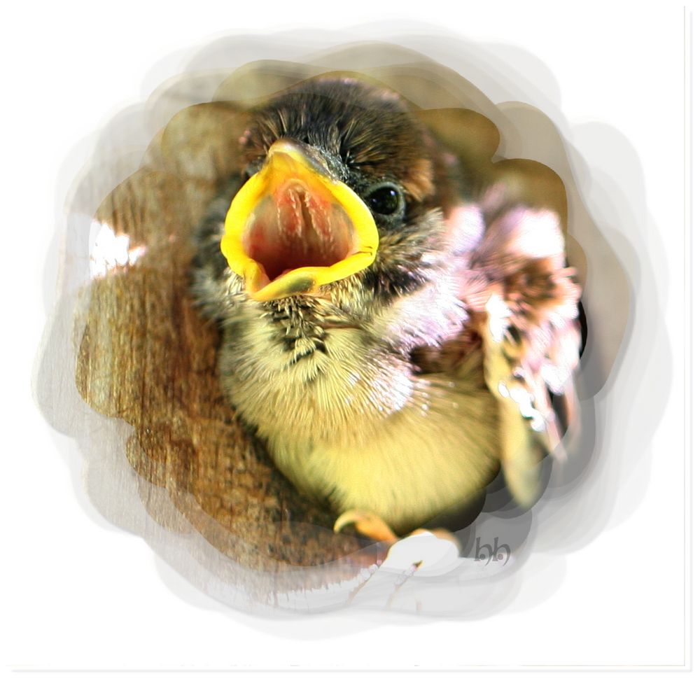 Hunger Foto & Bild | animal, natur Bilder auf fotocommunity