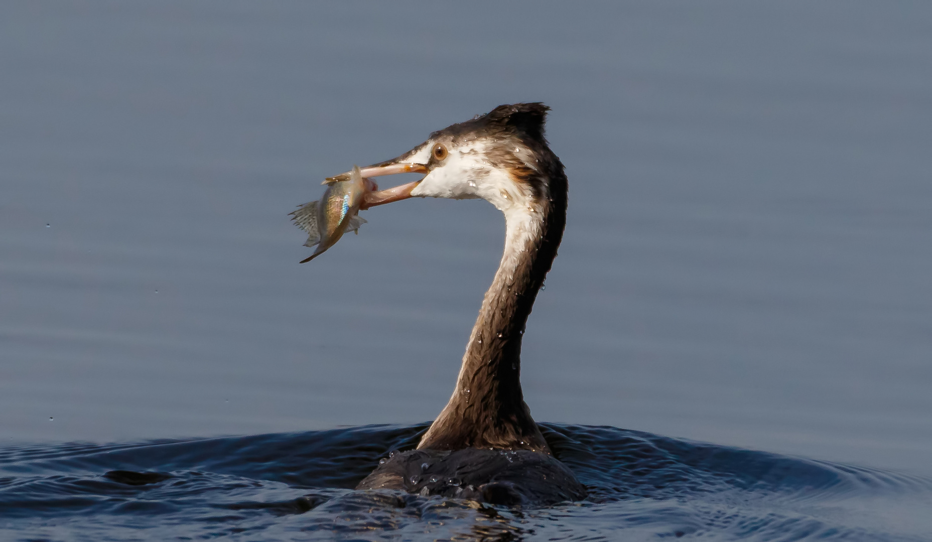 Hungrig Foto & Bild | natur, tiere, vögel Bilder auf fotocommunity