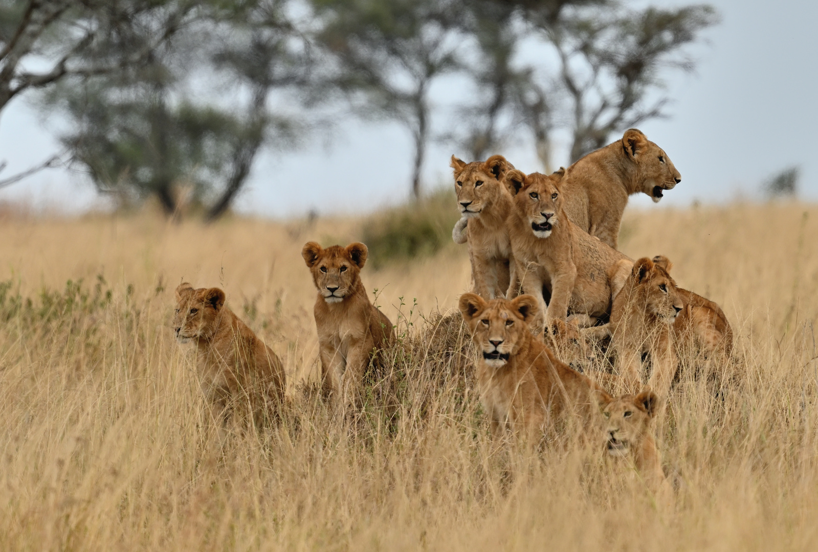 Hungrig... Foto & Bild | world, natur, unesco Bilder auf fotocommunity