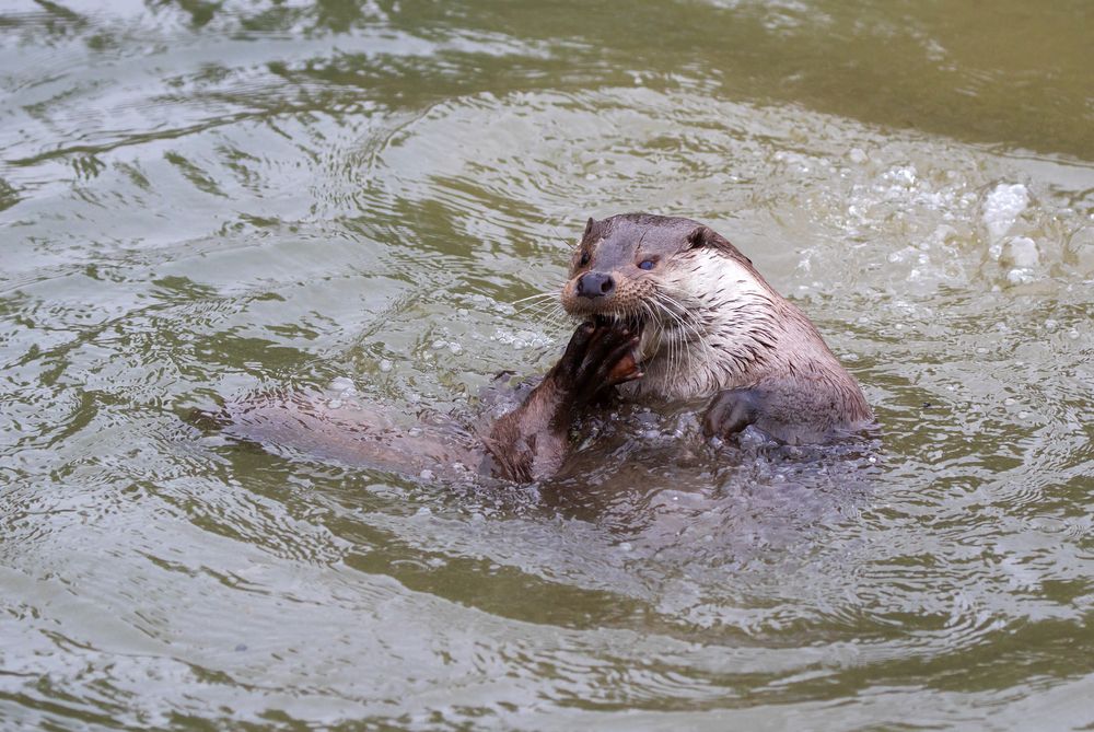 Hungrig.. Foto & Bild | europe, Österreich, tiere Bilder auf fotocommunity