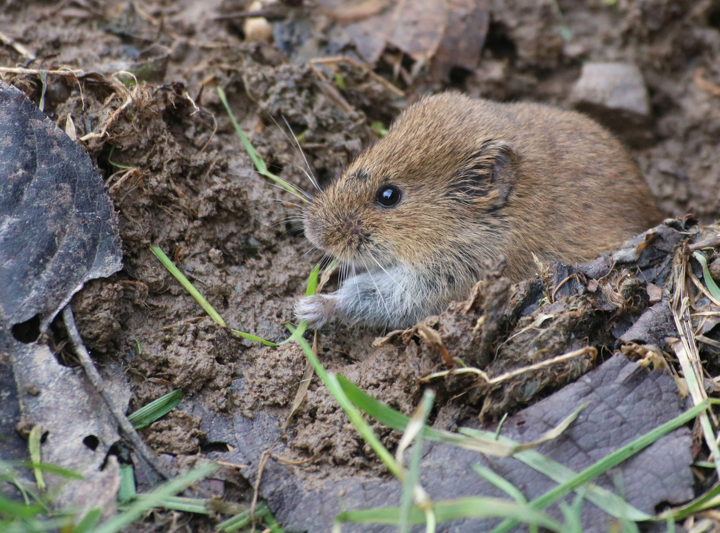 hungrig Foto & Bild | tiere, wildlife, säugetiere Bilder auf fotocommunity