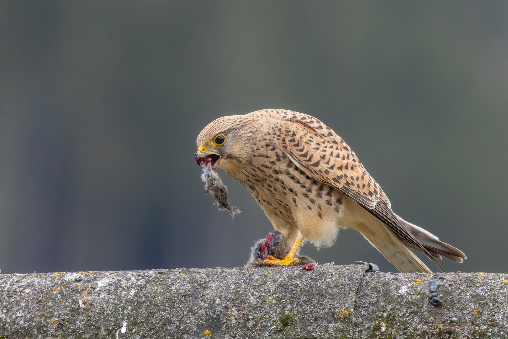 Hungrig Foto & Bild | natur, tiere, fressen Bilder auf fotocommunity