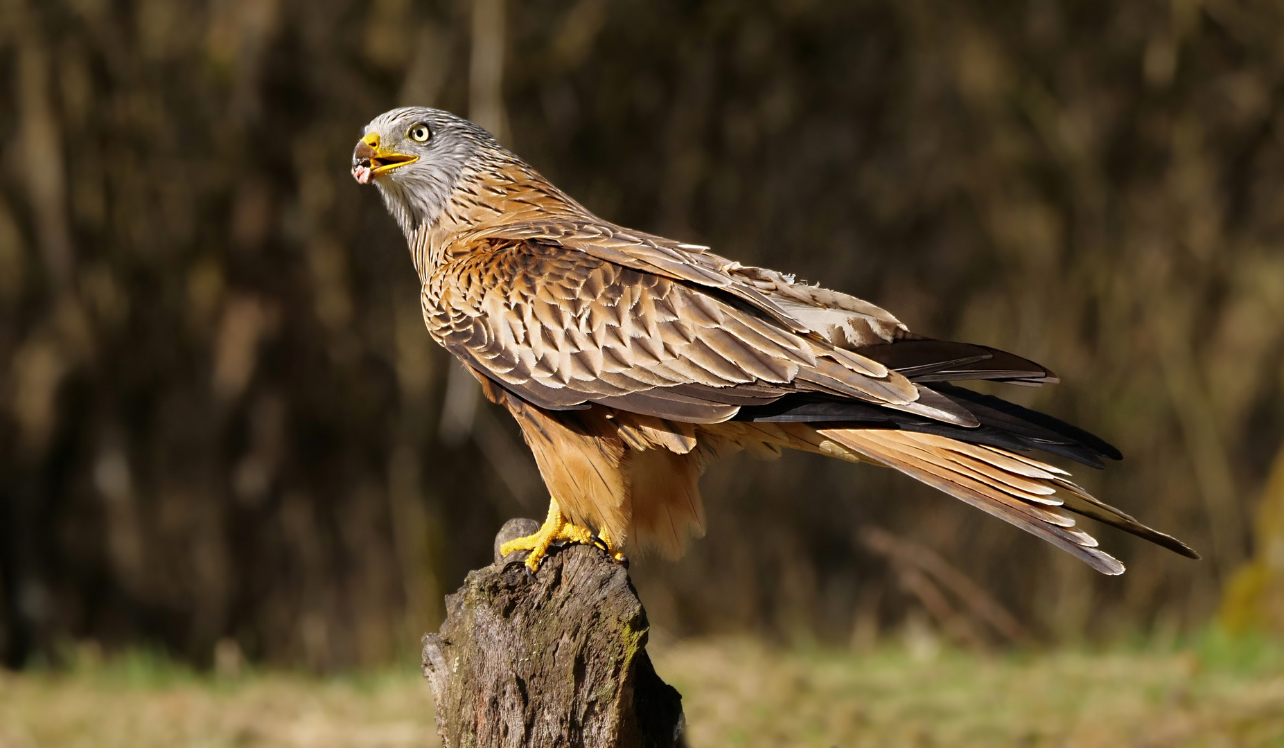 Hungrig Foto & Bild | tiere, wildlife, wild lebende vögel Bilder auf ...