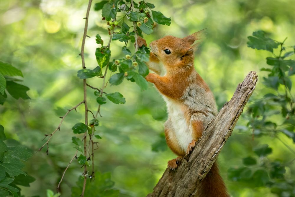 Hungrig Foto & Bild | tiere, wildlife, säugetiere Bilder auf fotocommunity