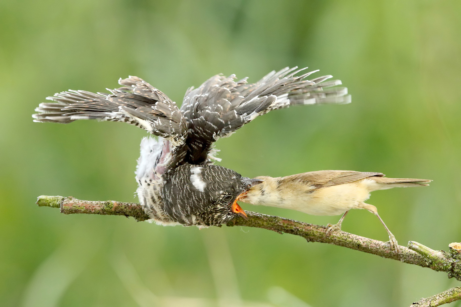 Hungrig Foto & Bild | nature, frühling, natur Bilder auf fotocommunity