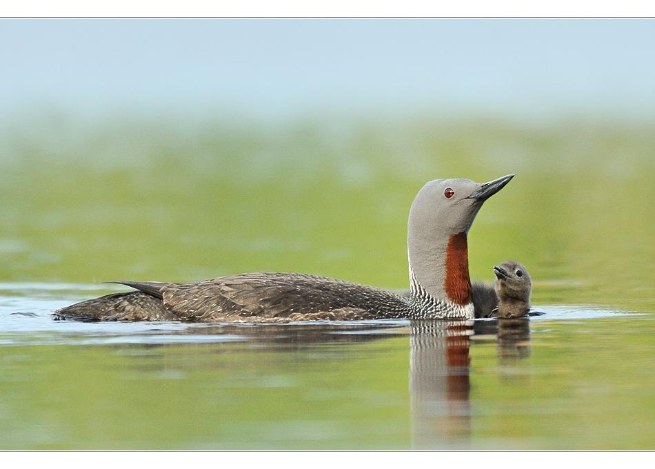 Hungrig... Foto & Bild | tiere, wildlife, wild lebende vögel Bilder auf ...