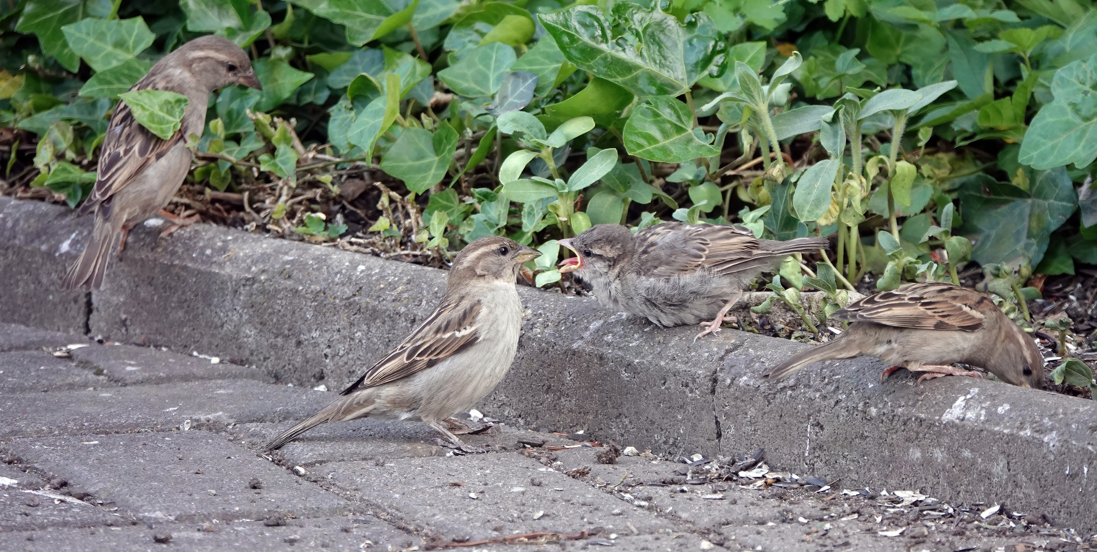 *hungrig* Foto & Bild | fotos, natur, sperlinge Bilder auf fotocommunity