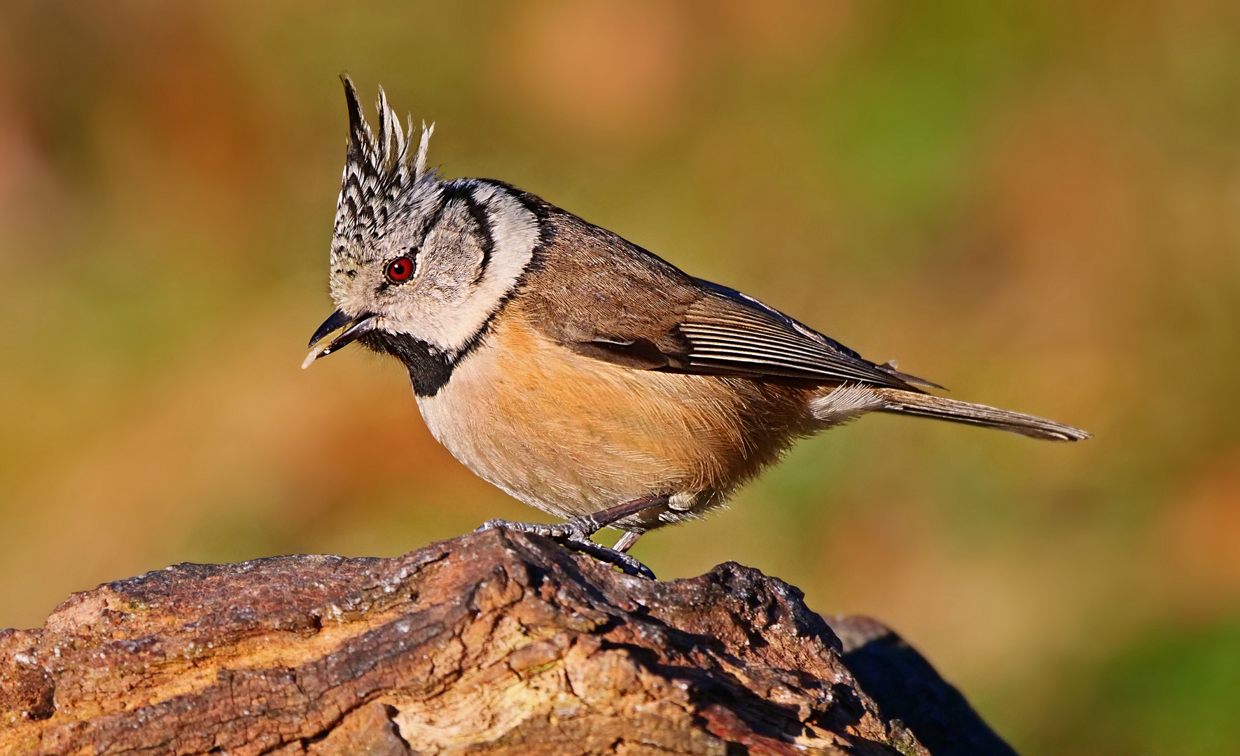 Hungrig Foto & Bild | tiere, wildlife, wild lebende vögel Bilder auf ...