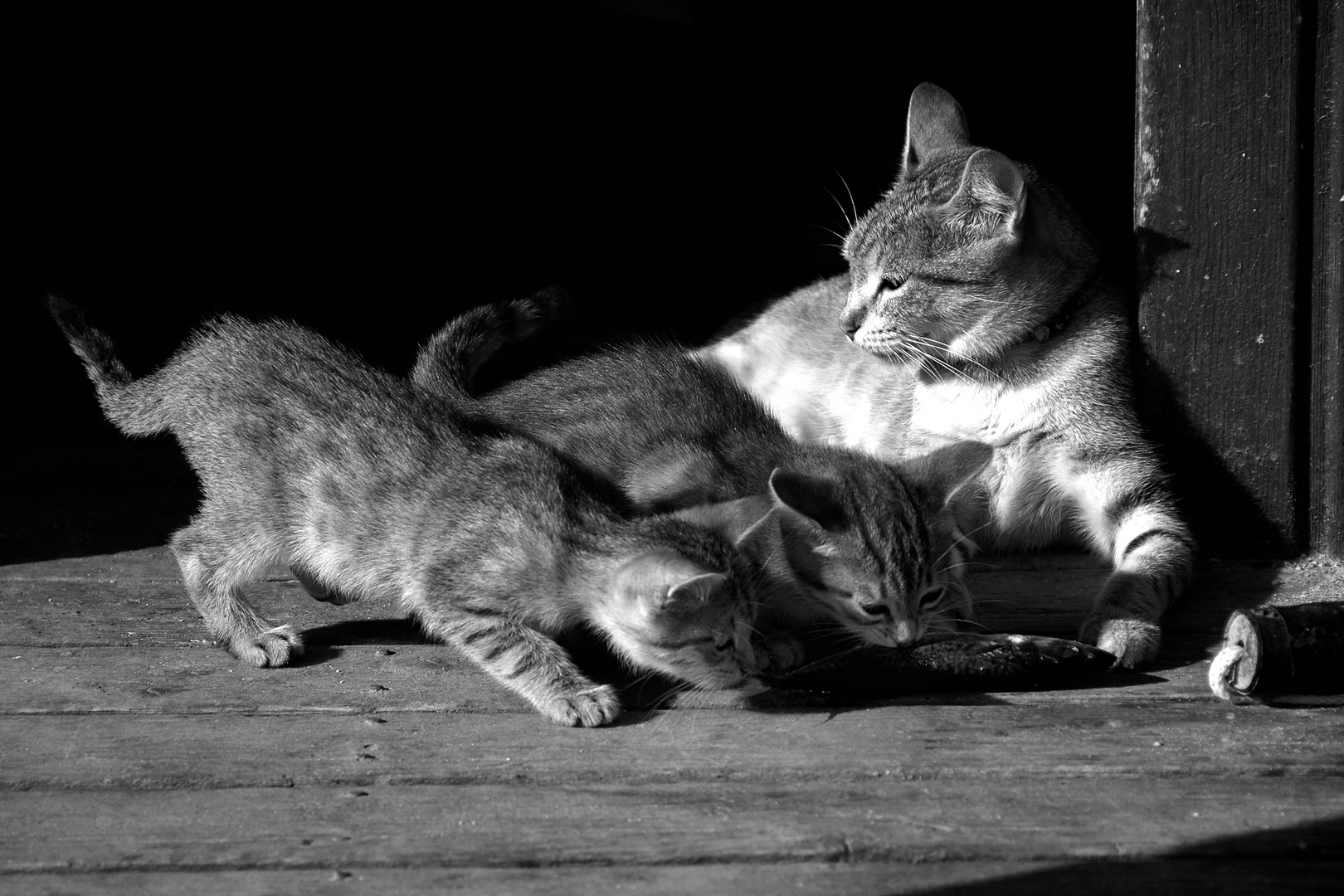 hungrig Foto & Bild | tiere, tierkinder, natur Bilder auf fotocommunity