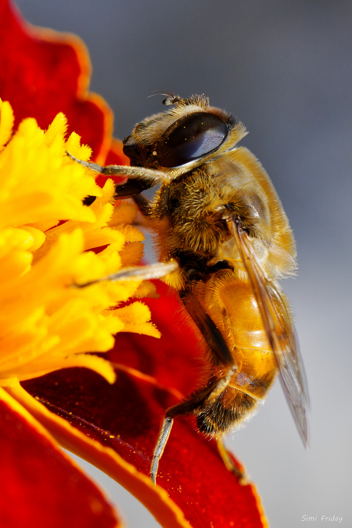 Hungrig Foto & Bild | tiere, wildlife, insekten Bilder auf fotocommunity