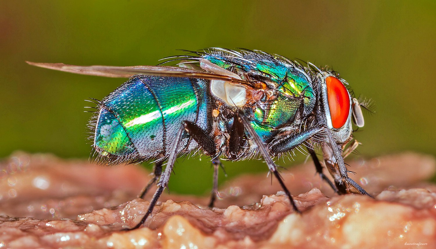 Hungrig..... Foto & Bild | tiere, wildlife, insekten Bilder auf ...