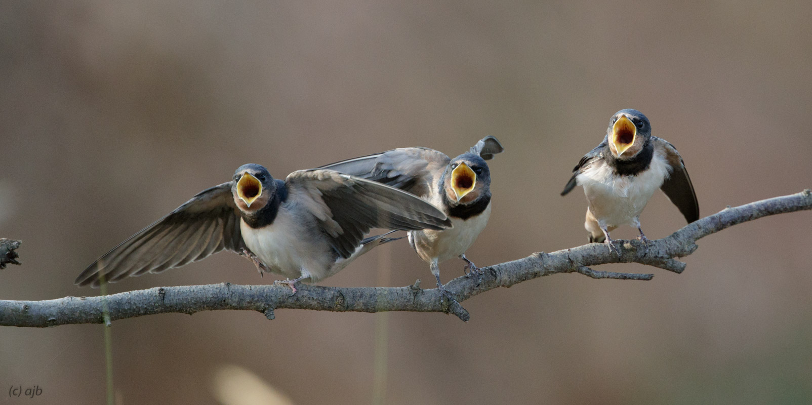 Hungrig Foto & Bild | tiere, wildlife, wild lebende vögel Bilder auf ...