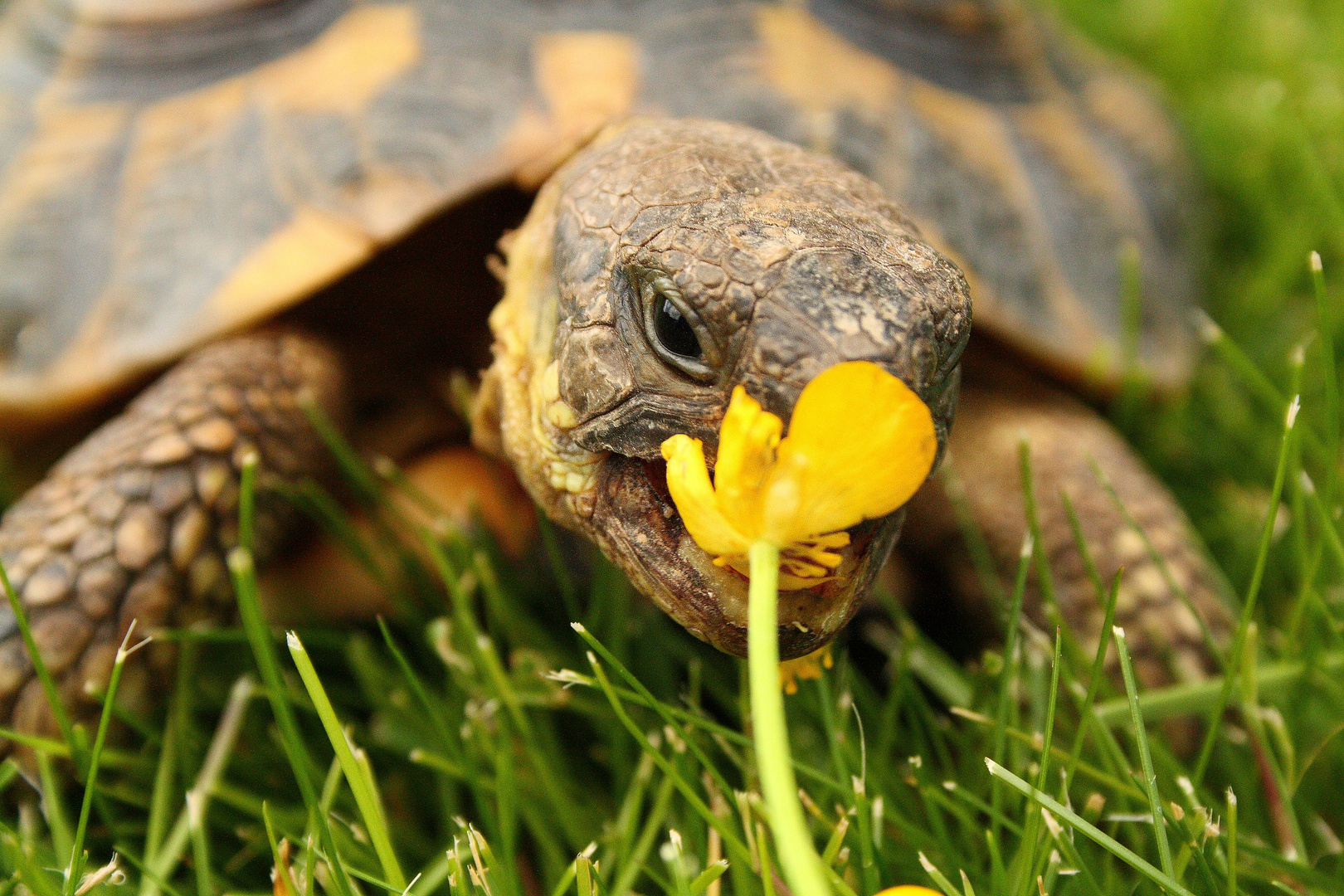 Hungrig Foto & Bild | tiere, haustiere, terraristik Bilder auf ...